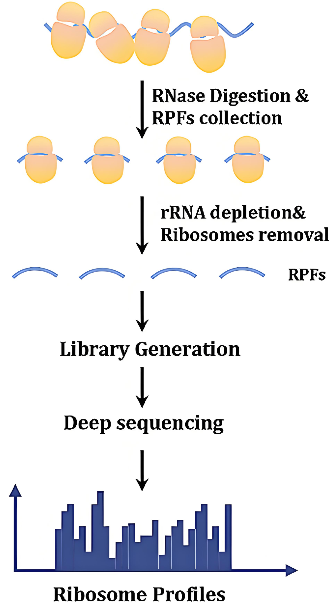 翻译组学——解锁翻译调控的奥秘_rnc-seq-CSDN博客