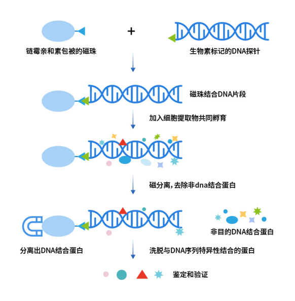分子互作研究-CSDN博客