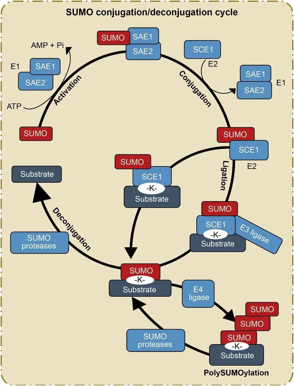 蛋白翻译后修饰——SUMO化_sumo化和泛素化-CSDN博客