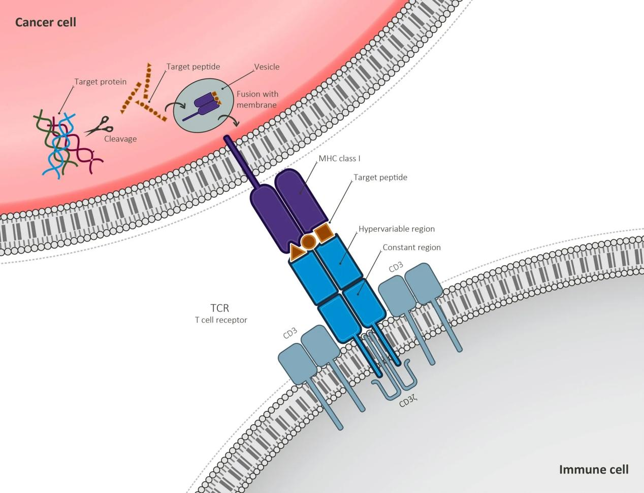 CD3 单克隆抗体：免疫治疗领域的关键角色与发展前景_cd3表位-CSDN博客