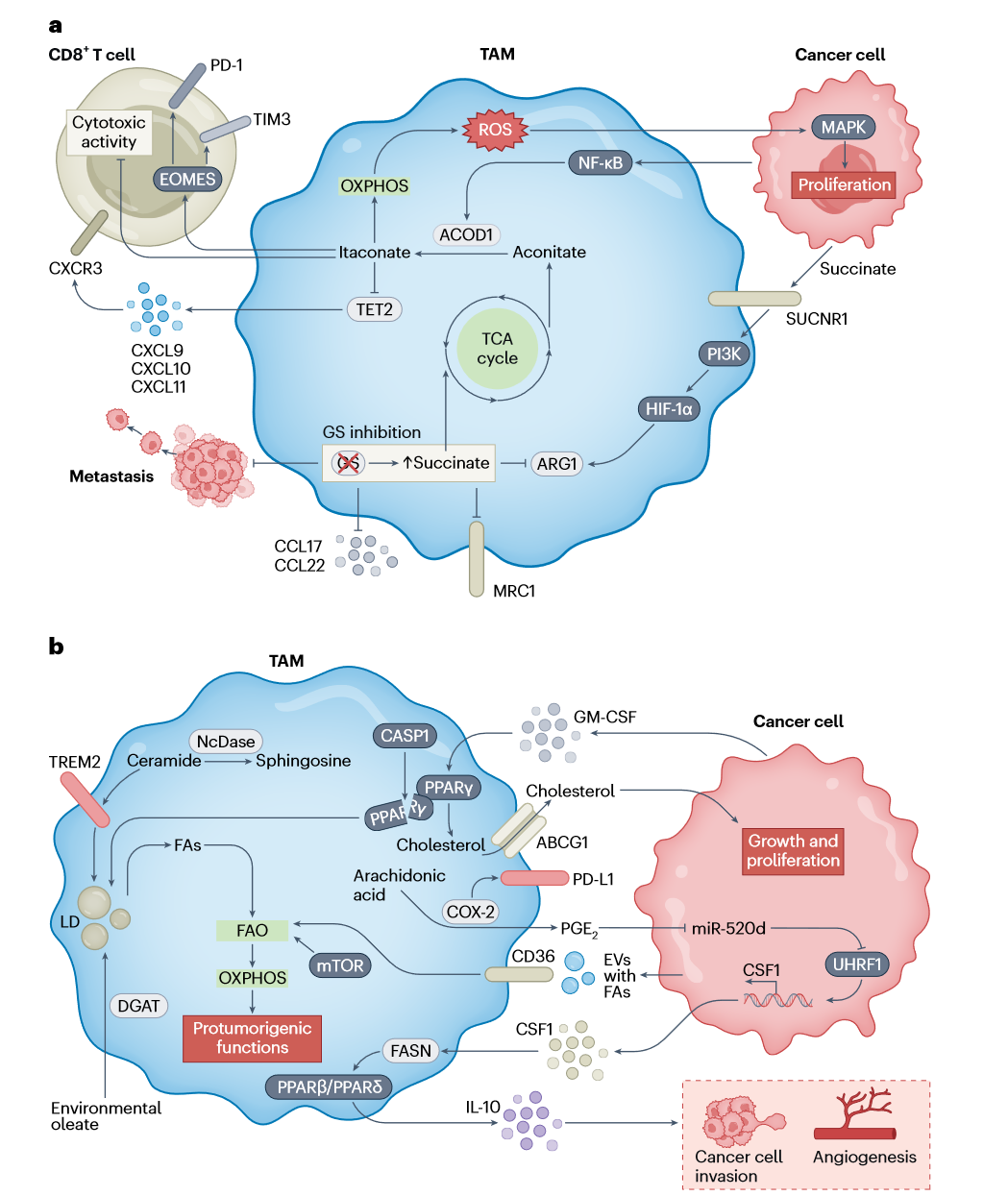 Nature Cancer | 代谢如何决定巨噬细胞的“性格”？一文梳理TAM功能背后的代谢线路图 ｜ 这组TAM代谢机制机制图学习起来_linking macrophage ...