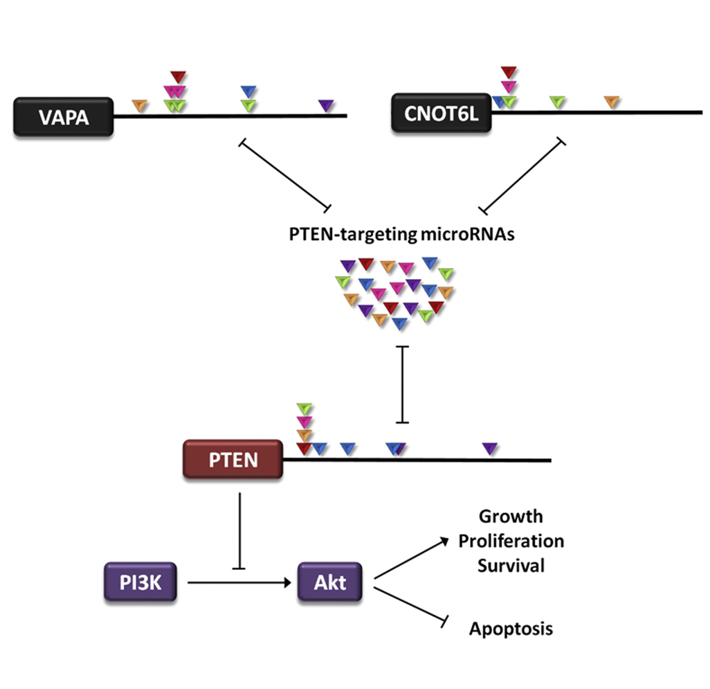 ceRNA机制研究常见套路-CSDN博客