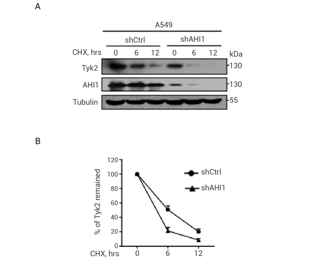 蛋白质也有半衰期! 环己酰亚胺 (CHX) 如何给蛋白质 “算寿命“？| MCE-CSDN博客