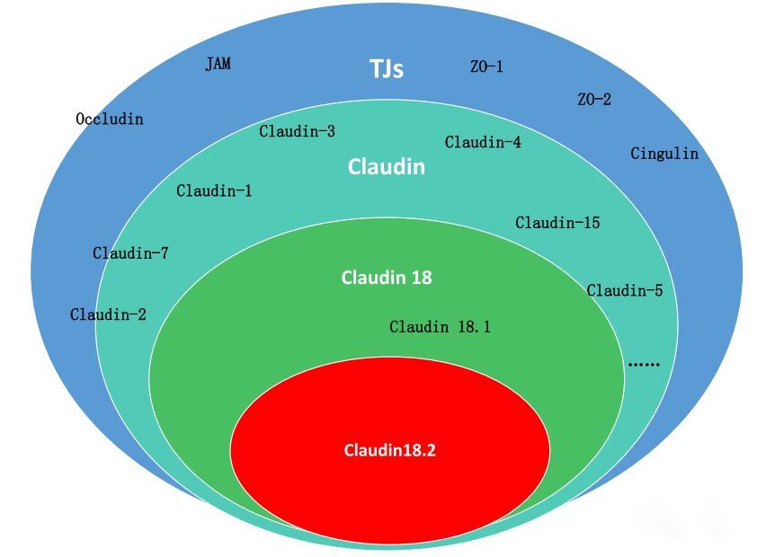 肿瘤靶点的“新宠”-Claudin18.2抗体_amg910-CSDN博客