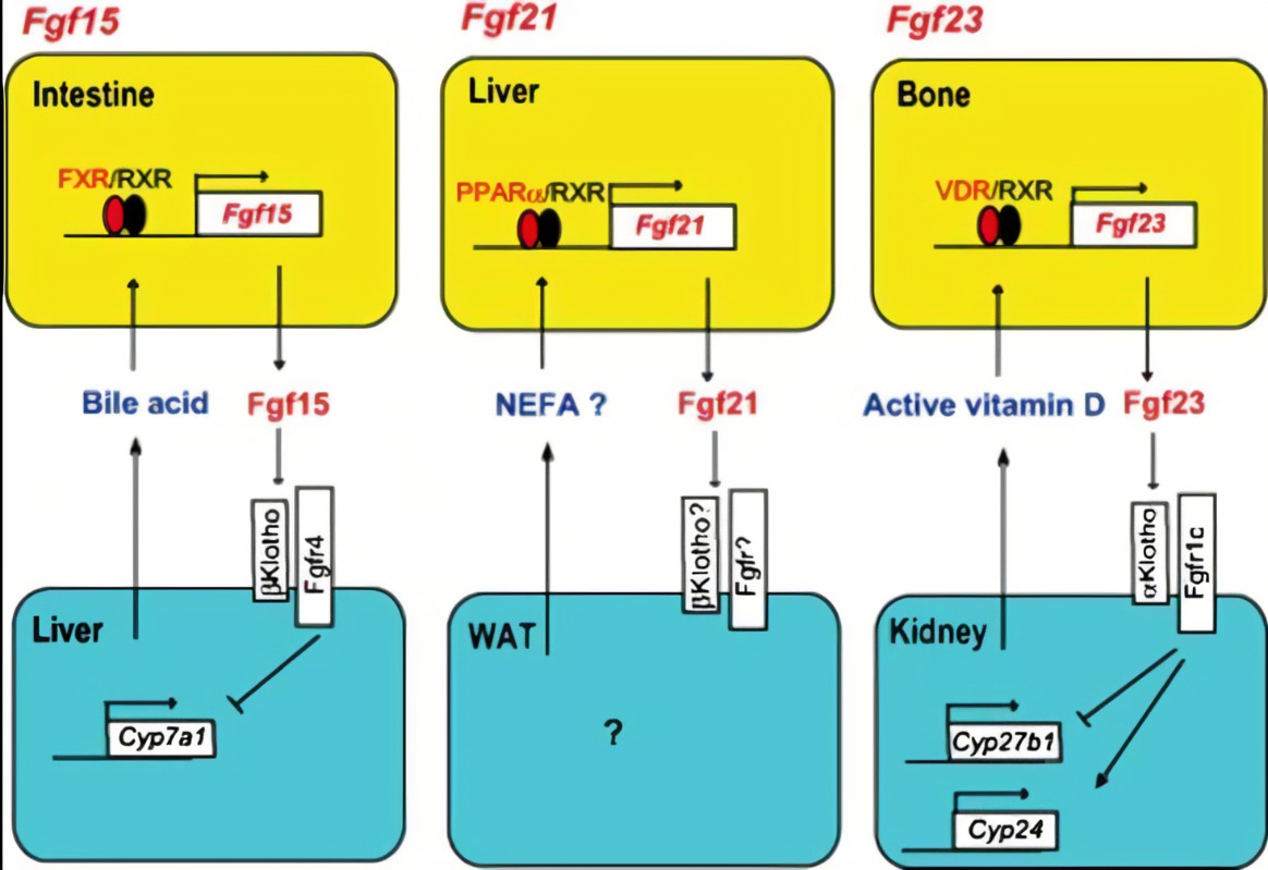 成纤维细胞生长因子19（FGF19）的结构、功能及其在代谢和肿瘤中的作用研究进展_fgf19三类免疫组化-CSDN博客