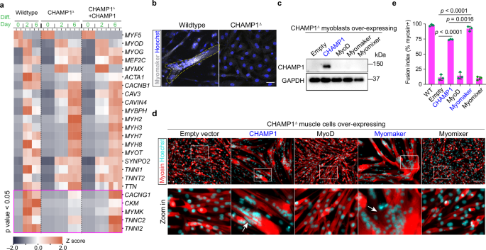 Nature Communications最新研究|bulk+ATAC+Cut&Tag+HiCAR多组学联合分析，揭秘肌肉发育关键调控因子 ...