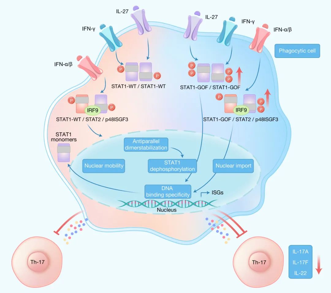 hLife Review | STAT1-GOF突变患者——受自身免疫和真菌感染双重折磨-CSDN博客