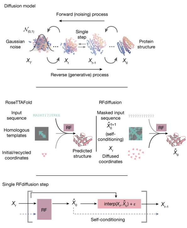 蛋白质设计（五）— — RFdiffusion官方教程解析之部分扩散-CSDN博客