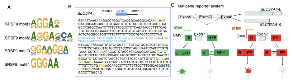 【技术应用】EGFP/RFP-minigene可视化揭示SLC37A4的可变剪接机制-CSDN博客