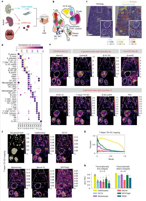 《NBT》| Cell2location注释空间数据细胞_cell2location解卷积多样本怎么做-CSDN博客