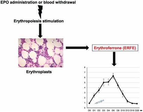 红细胞生成素（EPO）：从造血功能到组织保护的多面性_epo能促进恢复吗-CSDN博客