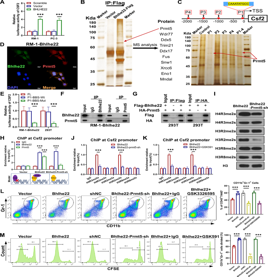 从预测到验证一键get靶基因结合的转录因子_如何通过jaspar搜索分子的转录因子-CSDN博客