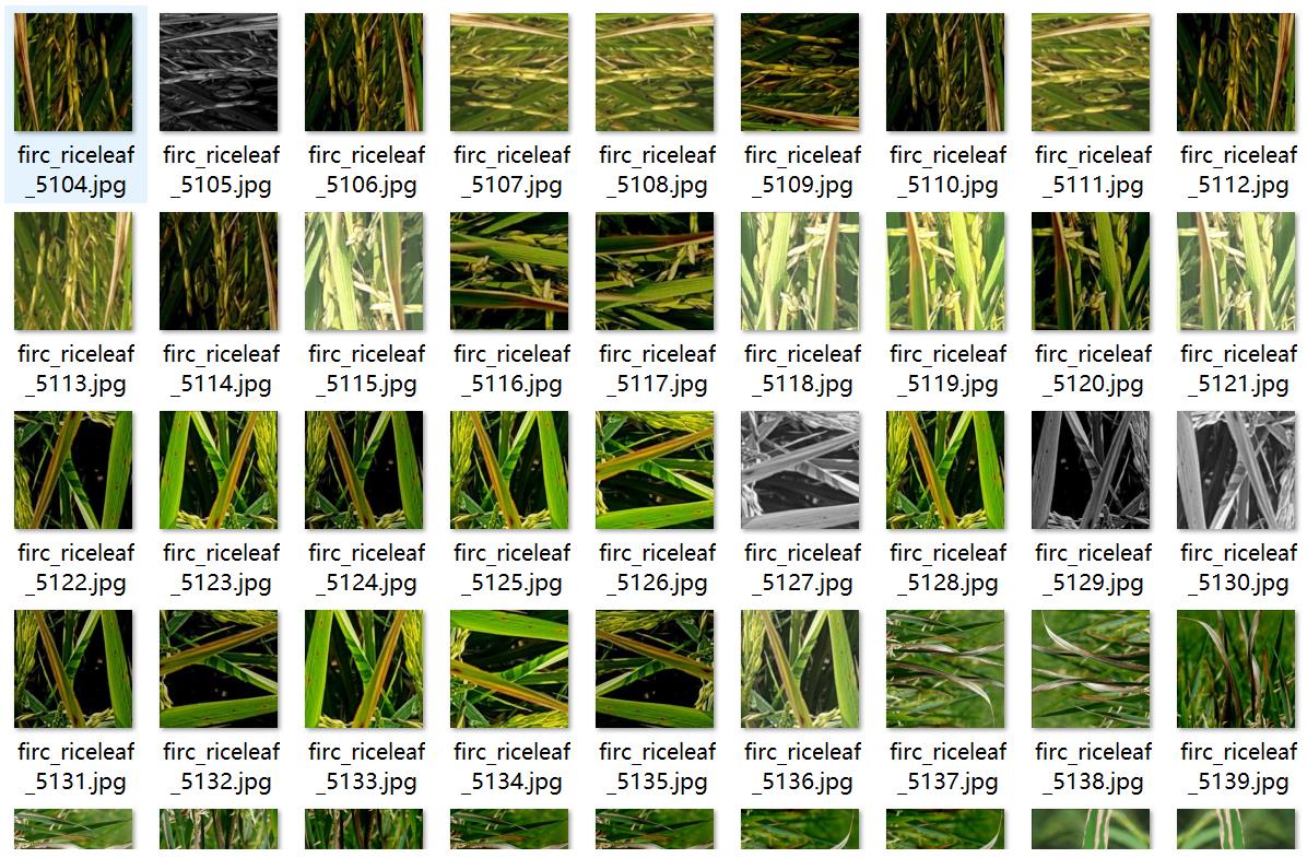 水稻叶子病害检测数据集VOC+YOLO格式6138张3类别_0 bacteria leaf blight 1 brown spot 2 leaf smut-CSDN博客