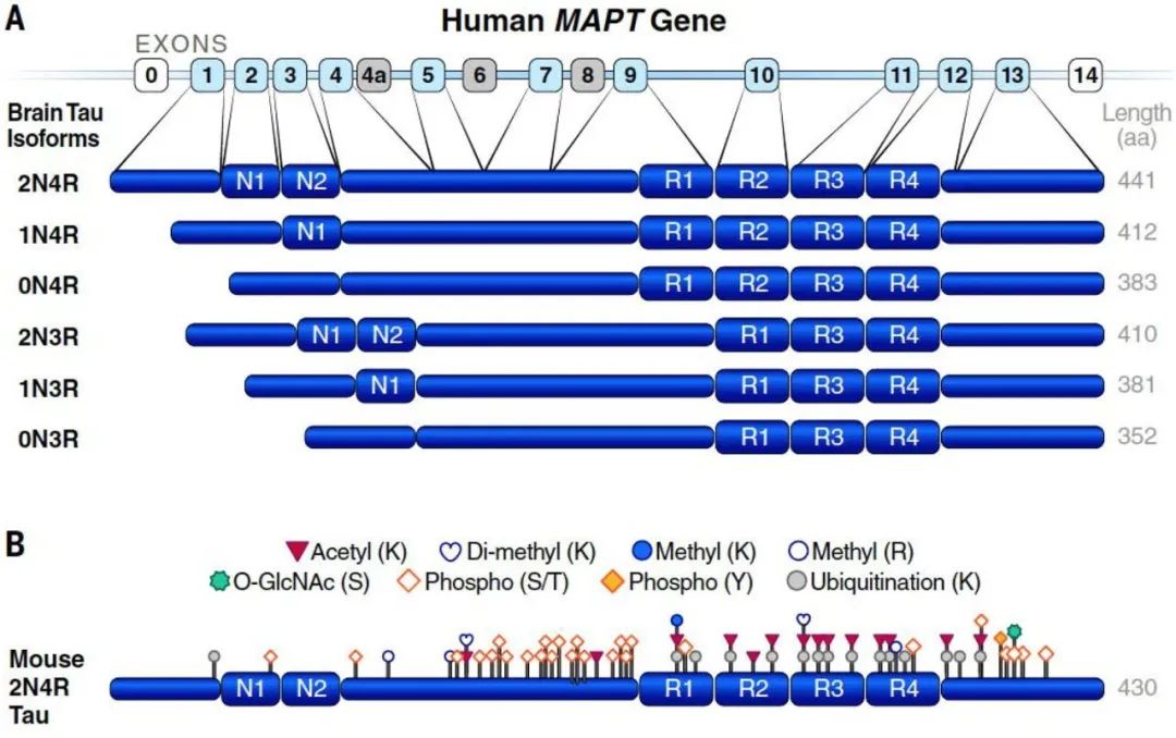 New Arrivial: High Sensitivity P-Tau217 Recombinant Rabbit Antibody!-CSDN博客