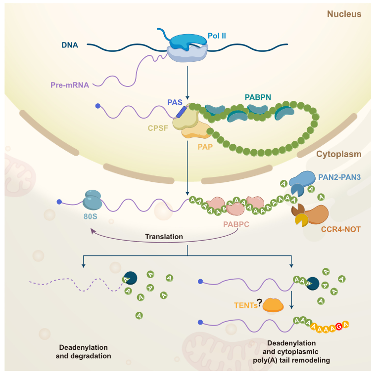 小序列大作用！真核生物poly(A)尾三代测序来啦！_24 nt 范围内的 poly (a) 标签(pats)聚类为一个 poly (a) 簇(pac),-CSDN博客