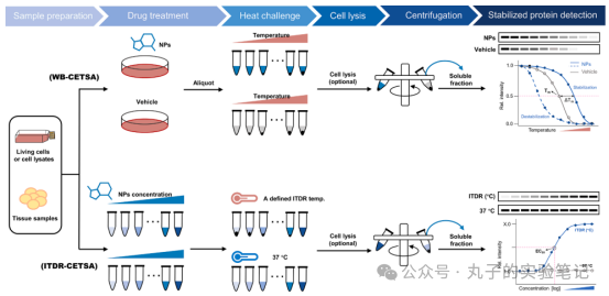 SPR、BLI、CETSA、DARTS该Pick谁？从LiP-MS到“靶”定真相：科研人的专属验证指南-CSDN博客