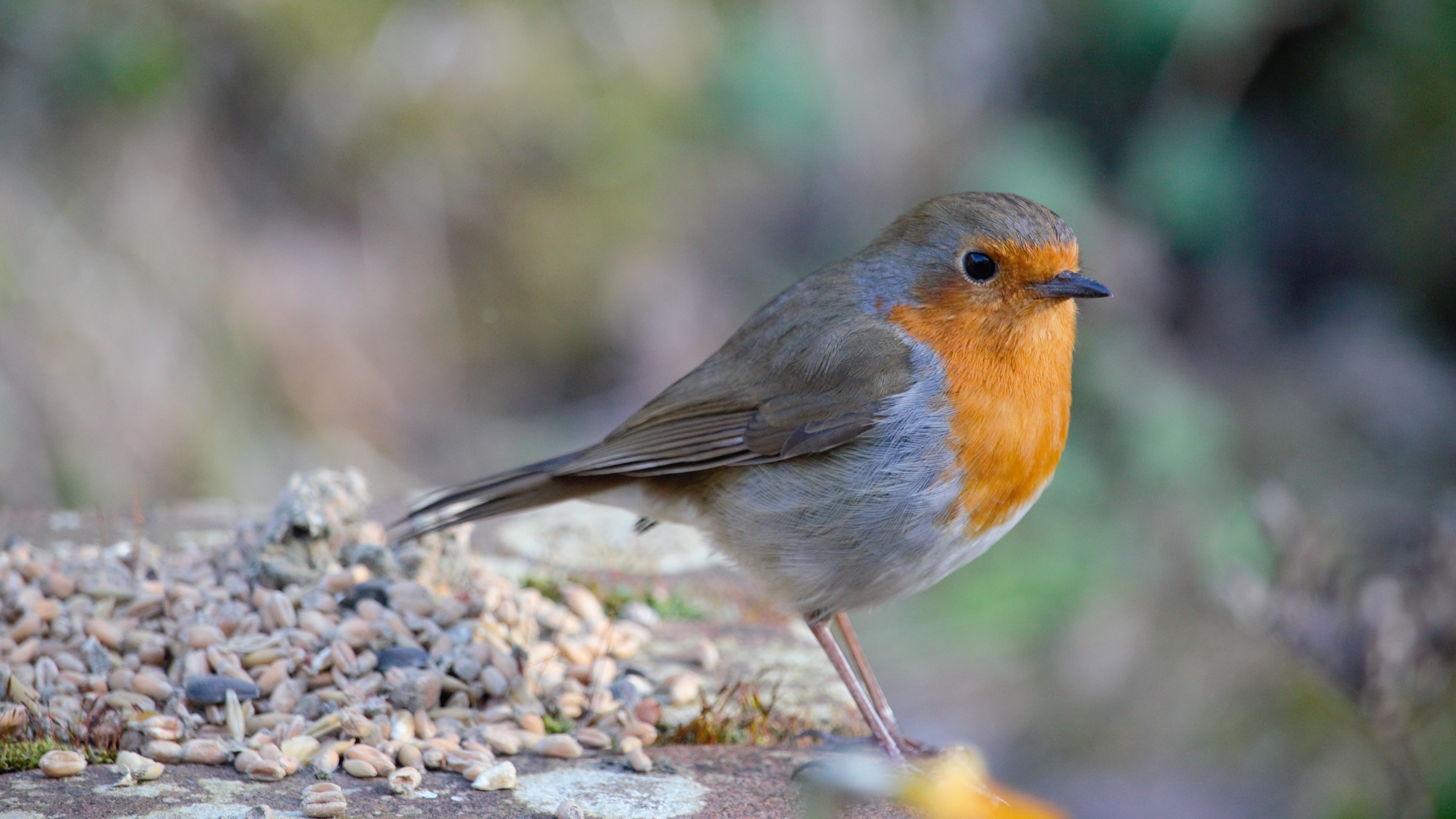 Seq2Seq模型：从基础到注意力机制的演进-CSDN博客