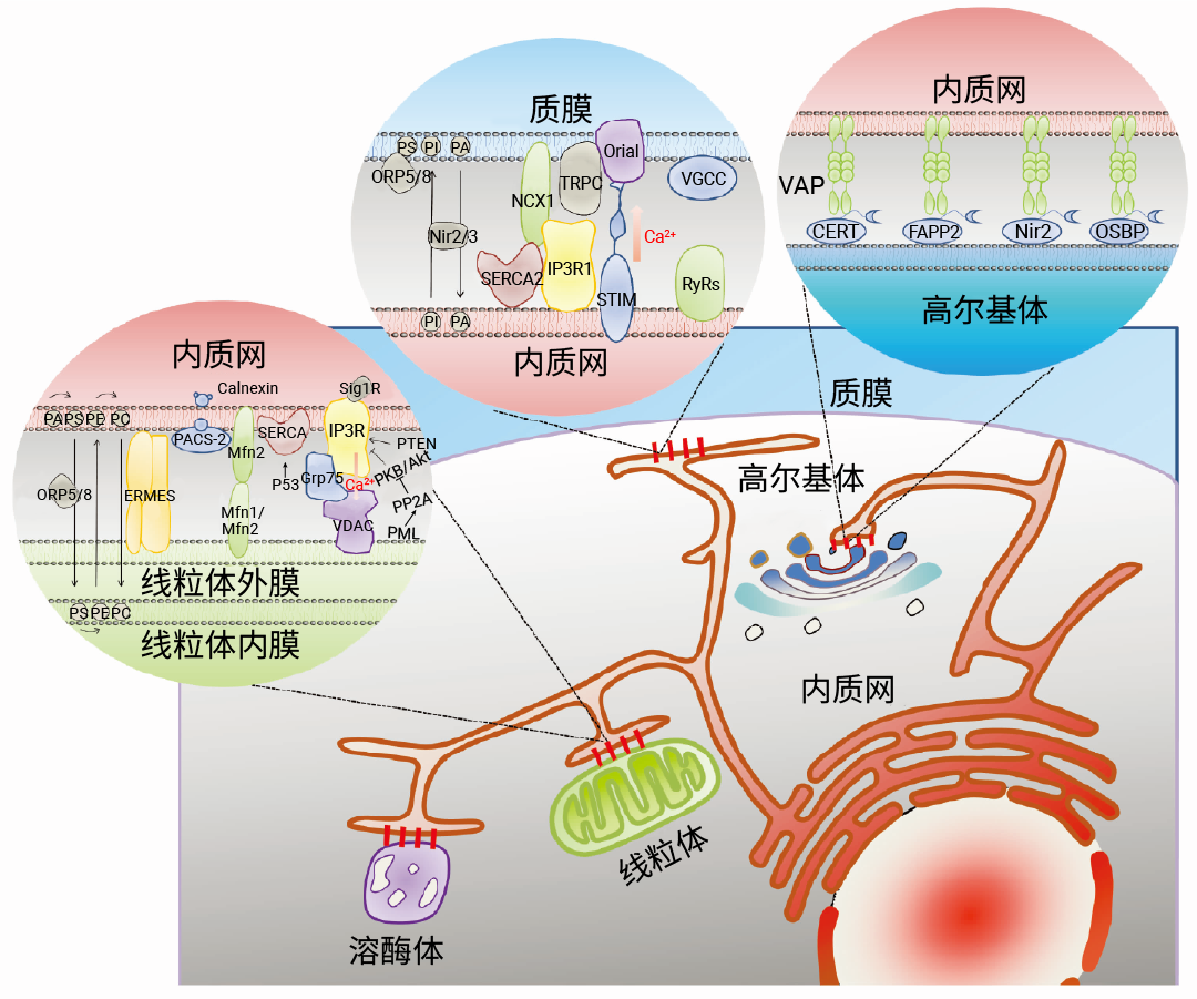 细胞通讯还只知道囊泡 国自然热点追踪—细胞器互作, 带你深度解析细胞器膜接触位点 (MCS)∶ 机制、衔接蛋白与功能表征 | MCE-CSDN博客