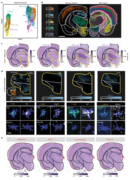 《NBT》| Cell2location注释空间数据细胞_cell2location解卷积多样本怎么做-CSDN博客