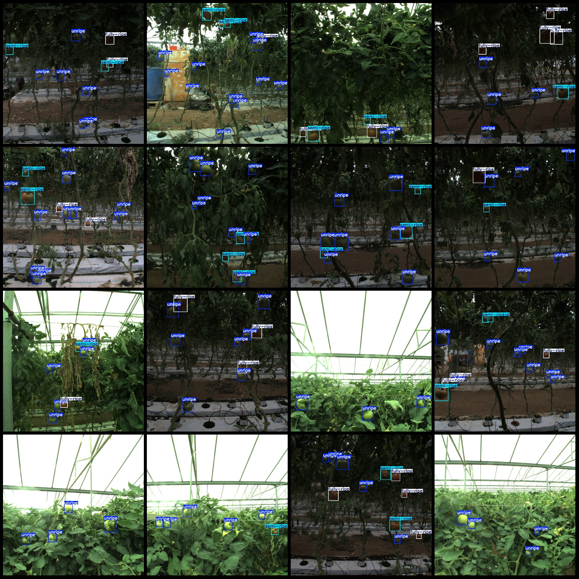 基于yolov11的大棚番茄成熟度检测系统python源码+pytorch模型+评估指标曲线+精美GUI界面-CSDN博客