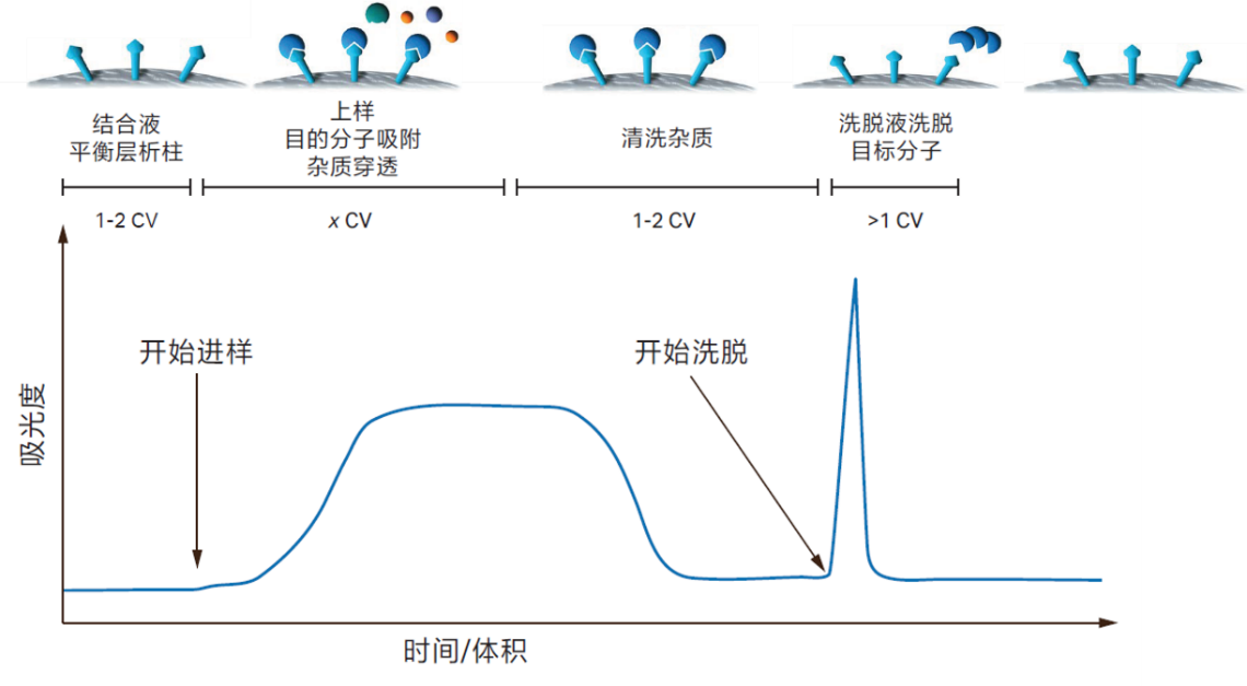 标签蛋白纯化实战秘籍：His标签纯化小技巧_his tag hp和ff-CSDN博客