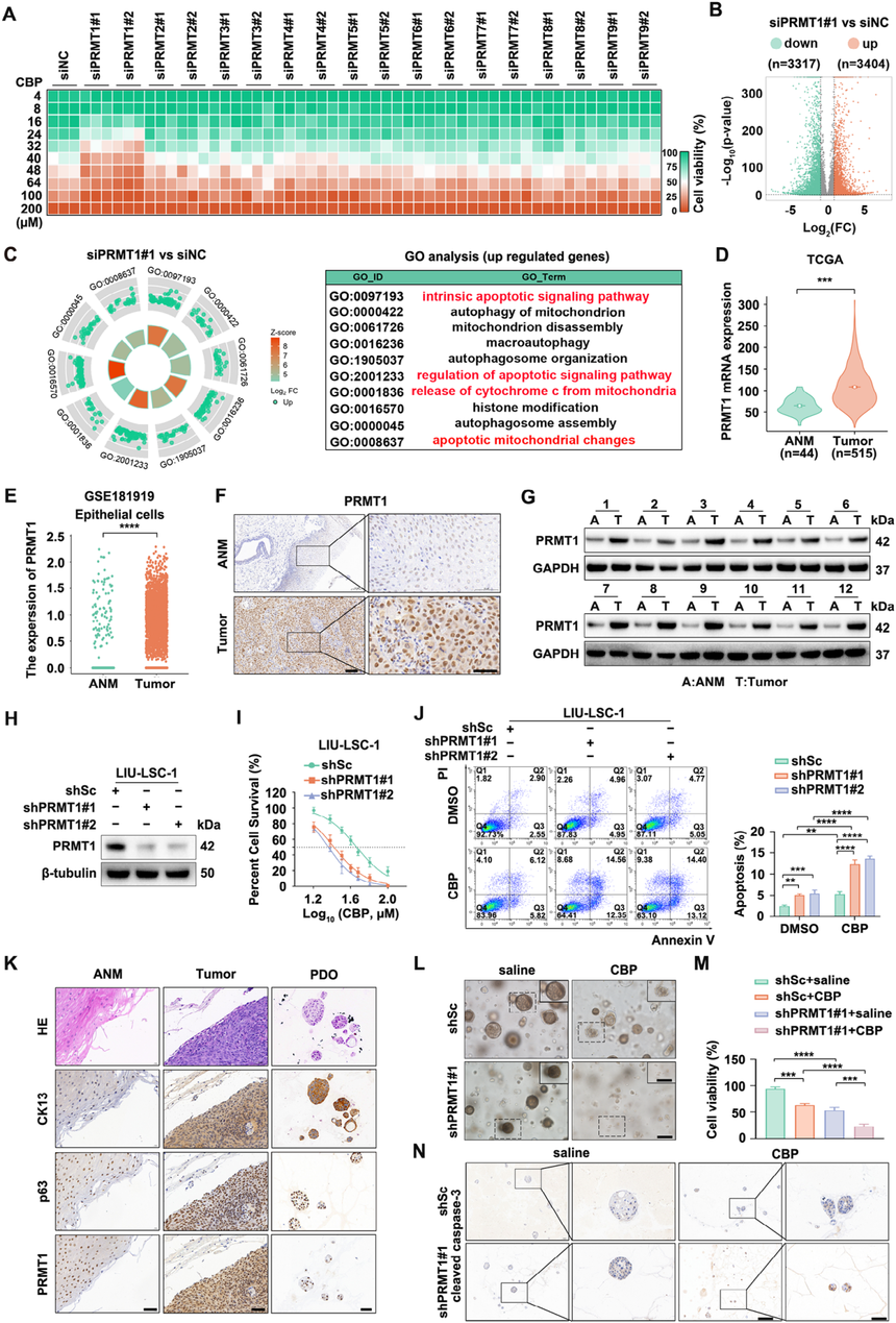 项目文章Adv sci（IF:14.1）|ATAC-seq+CUT&Tag表观多组学助力解析头颈部鳞状细胞癌的耐药性机制-CSDN博客