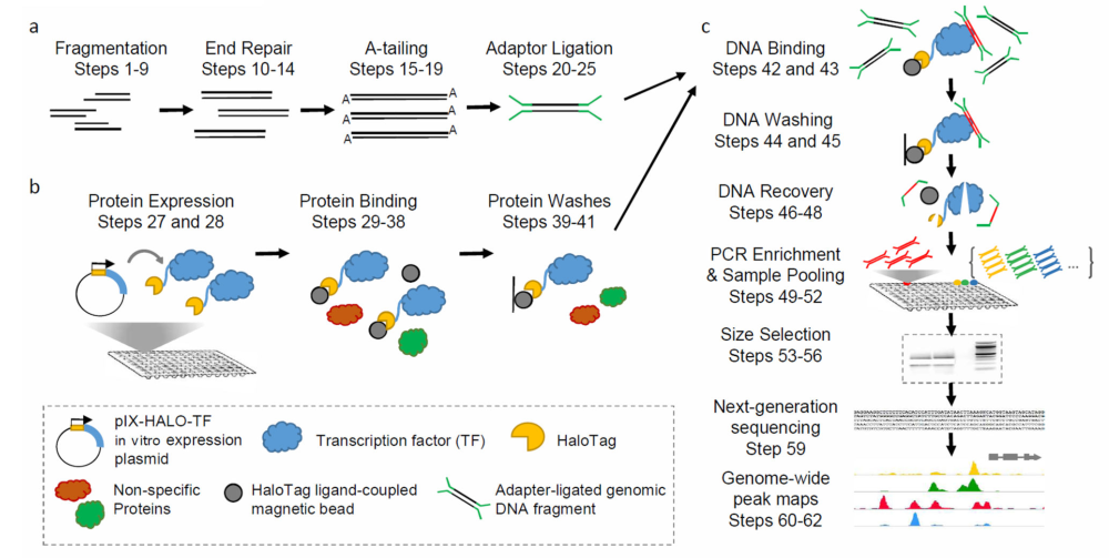 【技术应用】表观研究三剑客：ChIP-seq、CUT&Tag和DAP-seq，谁更适合你？_cut&tag和atac-seq技术的对比列表图-CSDN博客