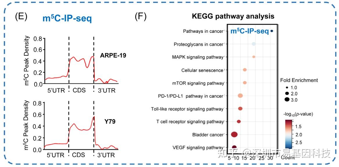 易基因：m5C RNA甲基化测序（m5C MeRIP-seq）_m5c富集的merip-qpcr原理-CSDN博客