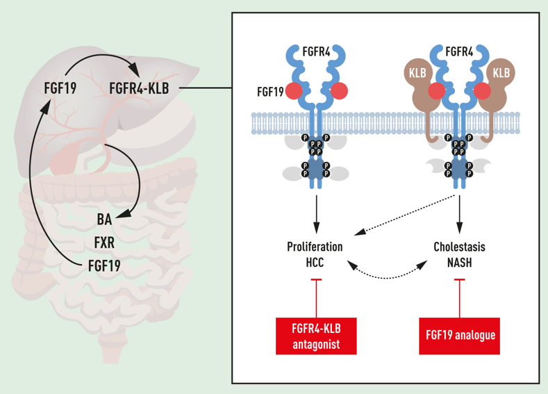FGF19信号通路：从代谢调控到癌症治疗_hormone fgf19-CSDN博客