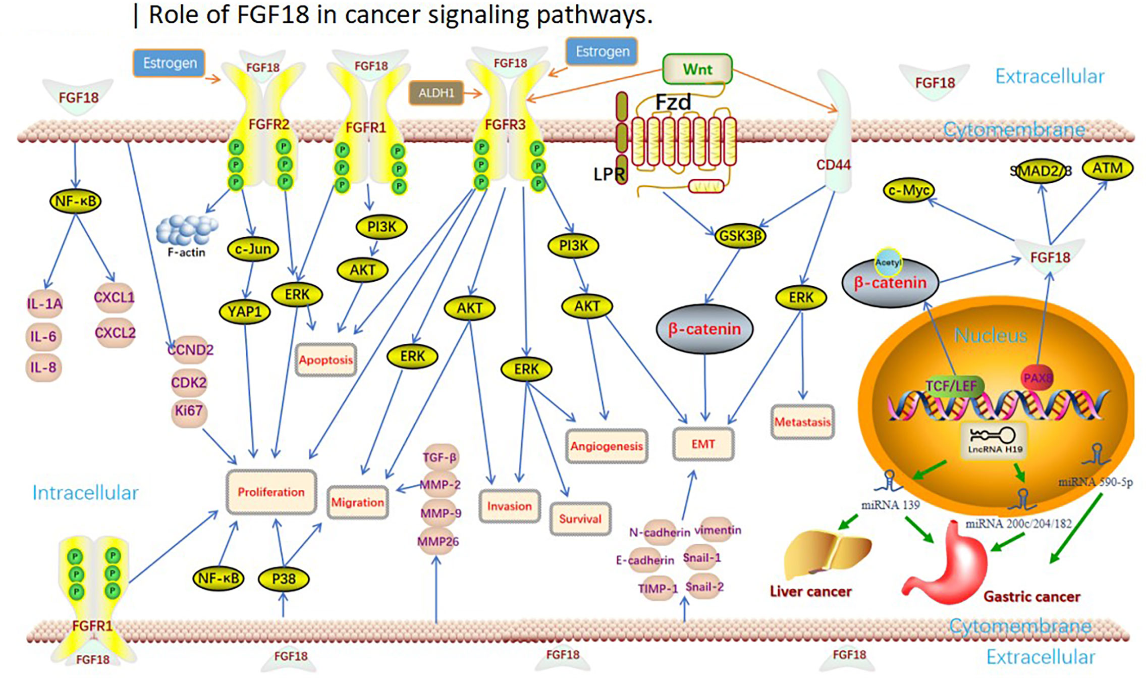 成纤维细胞生长因子18（FGF18）：从发育调控到治疗新星的多面角色_fgf关节腔注射浓度-CSDN博客