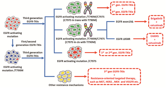 EGFR T790M/C797S/L858R突变：分子机制与临床转化全景_egfr c797s-CSDN博客