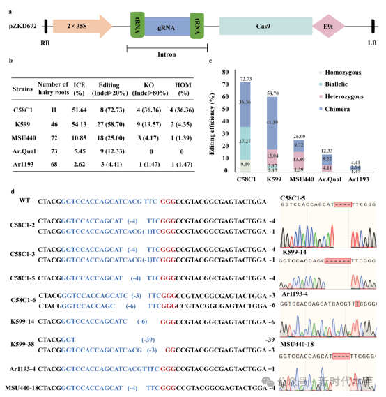 PBJ | 中国中医科学院黄璐琦院士团队联合北大张华伟构建丹参高效CRISPR/Cas9基因编辑系统-CSDN博客