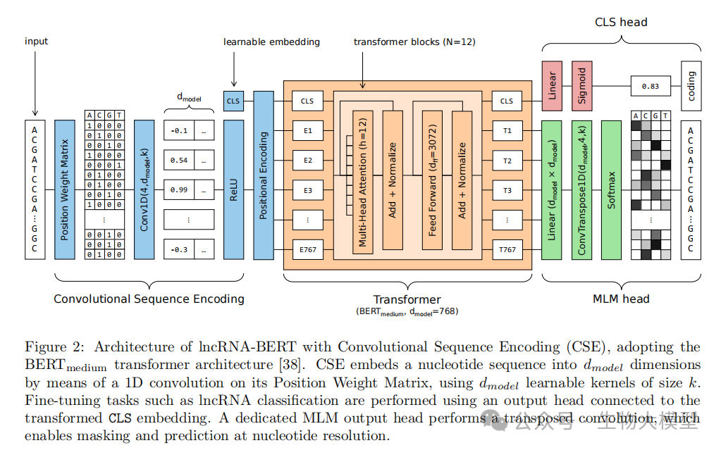 AI大模型在RNA序列分类中的突破：lncRNA-BERT模型的深度解析_rnabert-CSDN博客