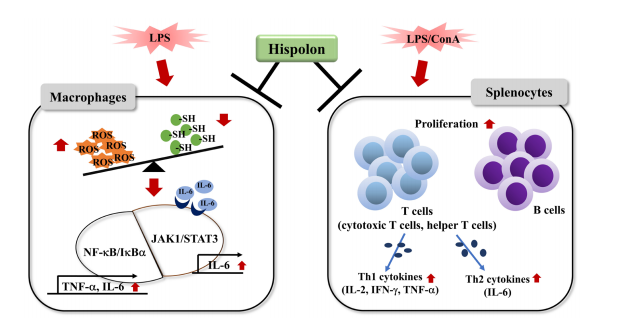 论文解读 | 《hispolon对lps诱导的小鼠RAW264.7细胞和丝裂原-异体抗原刺激的脾脏淋巴细胞的免疫调节作用》_巨噬细胞raw264.7 lps诱导-CSDN博客