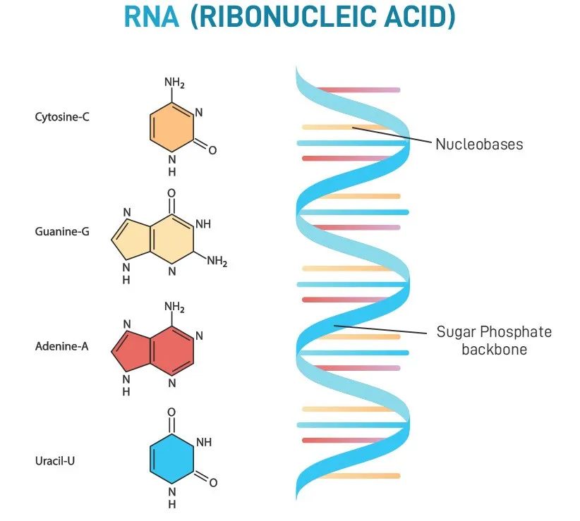 一文搞定：常见的七种RNA的结构和功能_rna结构-CSDN博客
