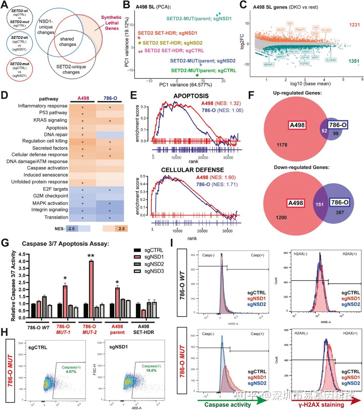 易基因：ChIP-seq等技术揭示SETD2突变在癌症中的H3K36甲基化新型表观遗传治疗靶点｜Genome Biol_阻止了靶向setd2的治疗应用 英语-CSDN博客