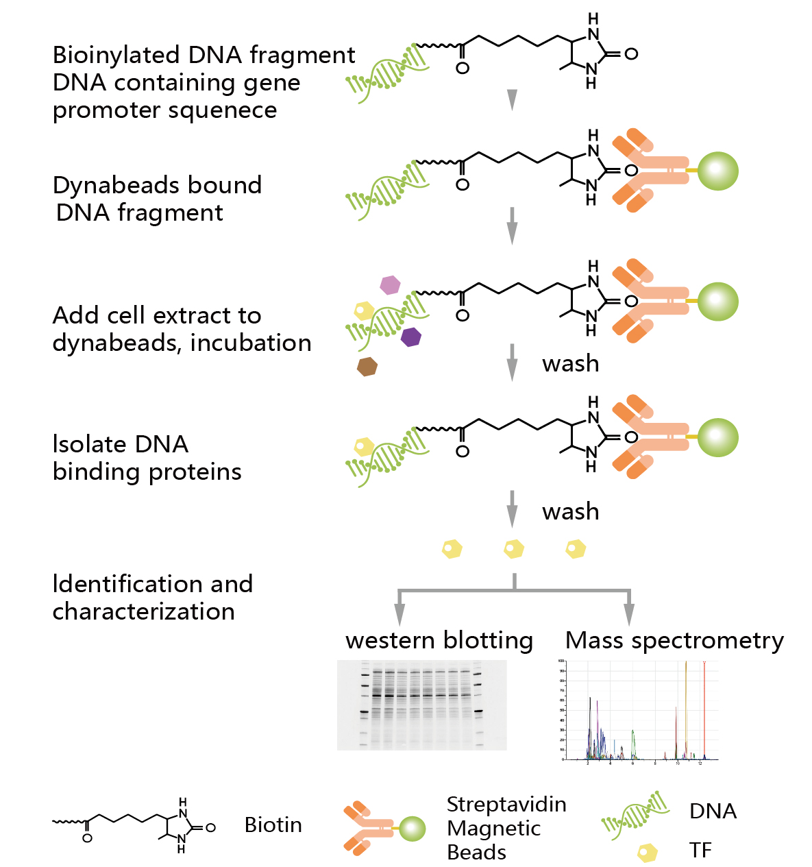 DNA Pull-down-CSDN博客