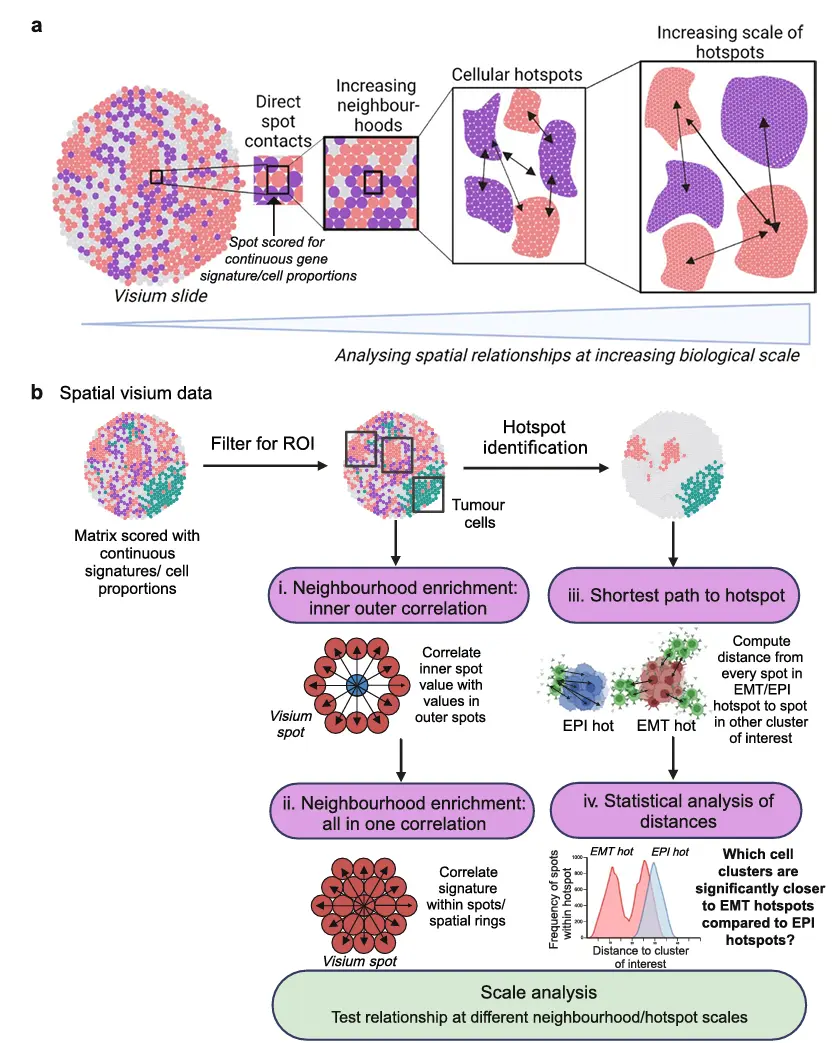 空转复习---空间转录组hotspot_spottedpy-CSDN博客