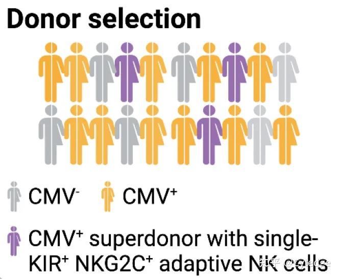 NK细胞的HLA和KIR的配型_kir b型-CSDN博客