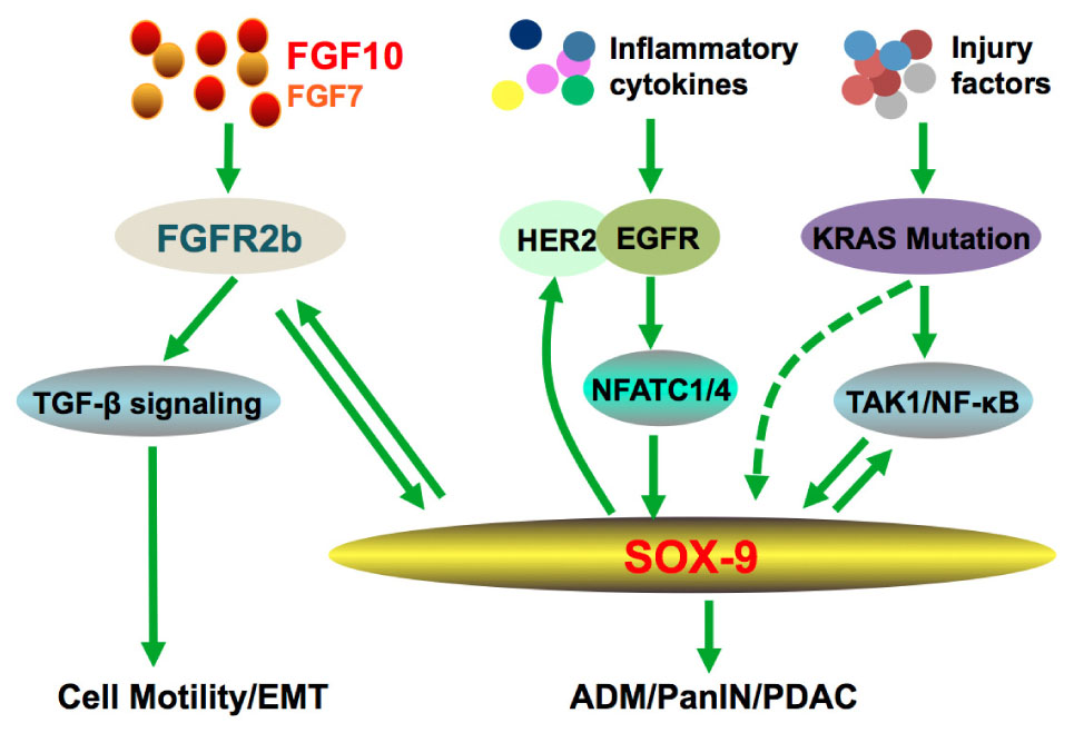 成纤维细胞生长因子10（FGF10）：从发育生物学到再生医学的关键调控因子_fgf10 肺-CSDN博客