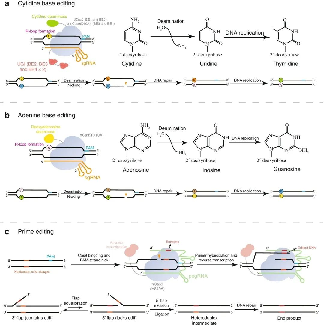 CRISPR/Cas9基因编辑技术的应用-CSDN博客