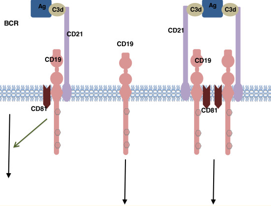 CD19:肿瘤免疫治疗的前沿靶点-CSDN博客