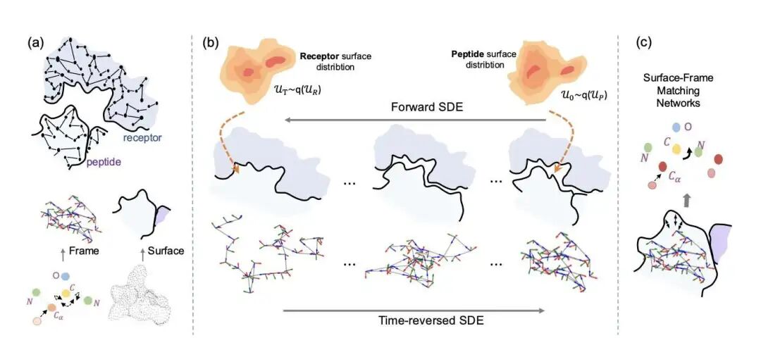 AIDD-人工智能药物设计-eptide2Mol：AI 直接生成模拟多肽的小分子，用于靶向蛋白质结合_多肽靶向特定蛋白ai软件-CSDN博客