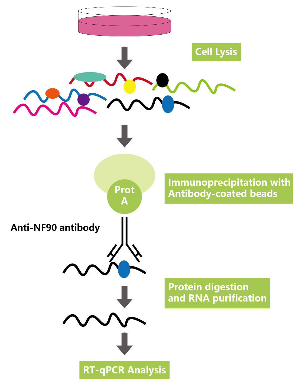 RNA免疫共沉淀定量PCR（RIP-qPCR）_rip实验结果图怎么看-CSDN博客