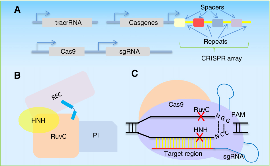 sgRNA文库想做个自我介绍-CSDN博客