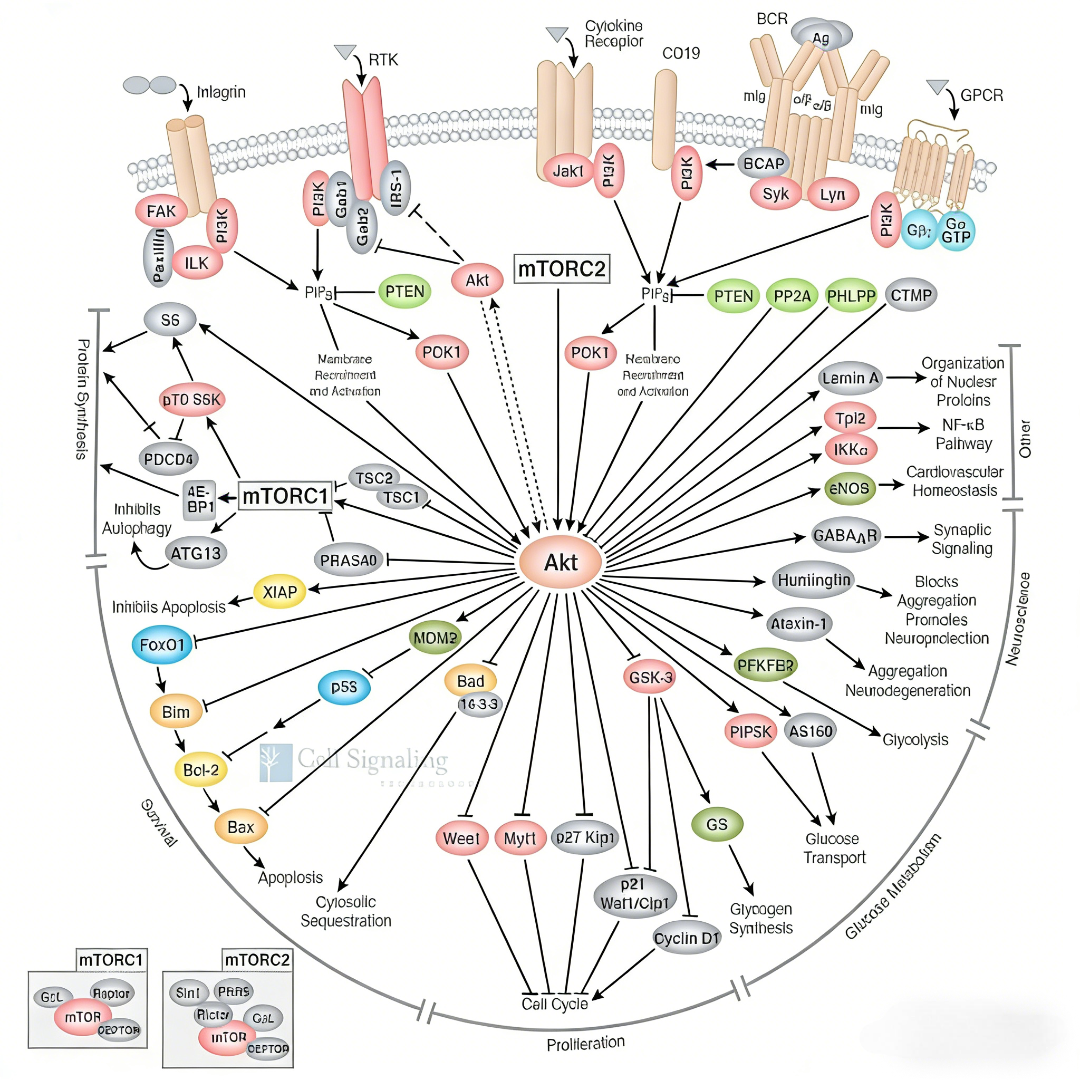 PI3K-AKT信号通路的调控机制与功能特点是什么？-CSDN博客