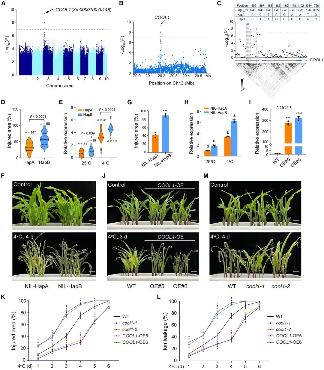 Cell | COOL1 基因的自然突变增强了玉米的耐寒性，以适应高纬度地区 中国农大...-CSDN博客