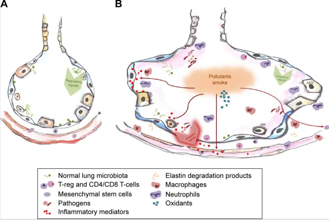 获得性免疫在人和动物模型慢性阻塞性肺疾病发展中的作用_contribution of adaptive immunity to human copd an-CSDN博客